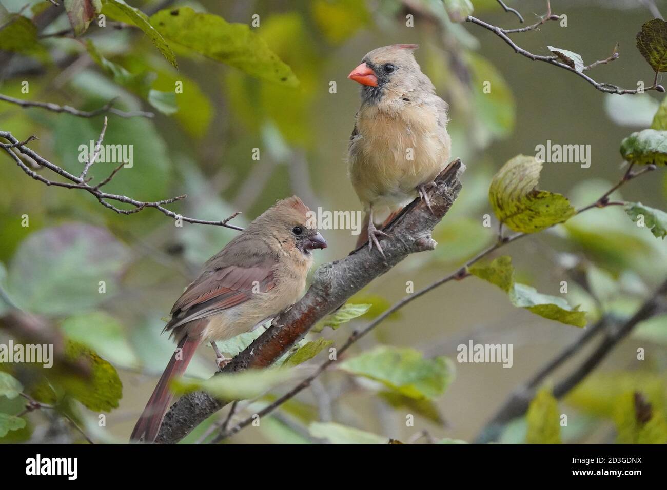Mother and daughter Cardinal in woods Stock Photo - Alamy