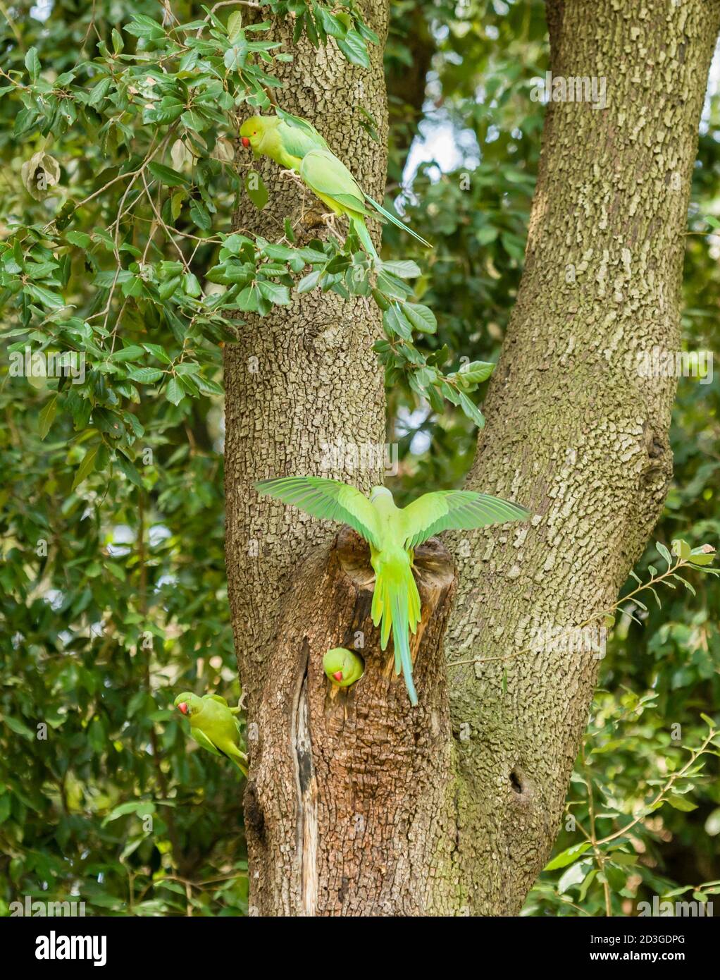 rose ringed parakeets on tree nest, Psittacula krameri Stock Photo - Alamy