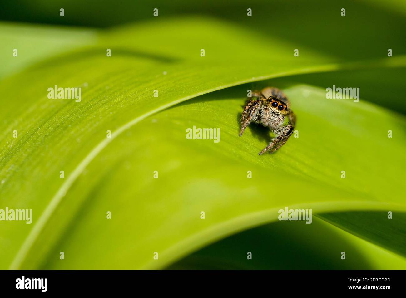 Sun jumping spider hi-res stock photography and images - Alamy