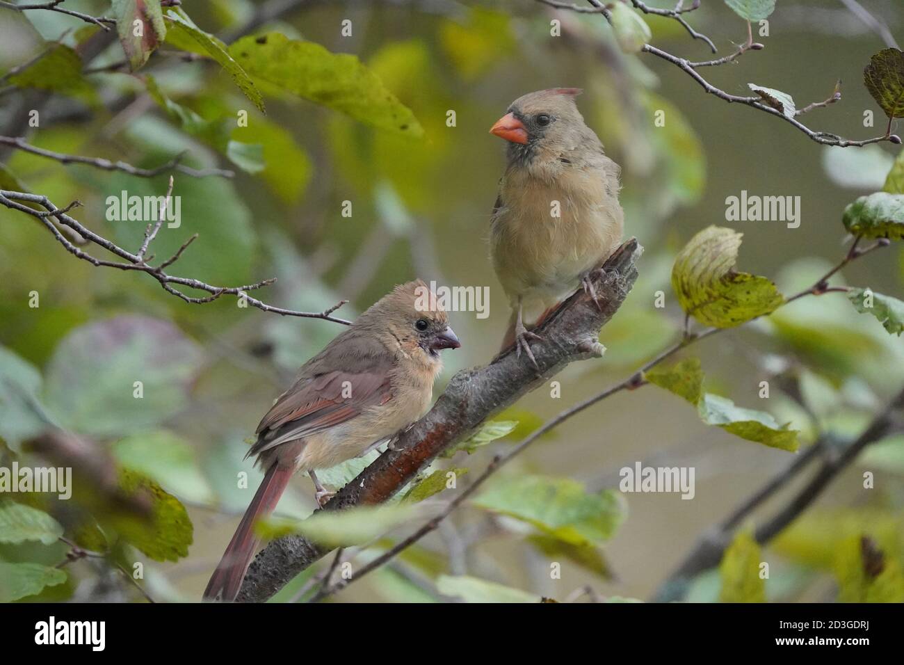 Molting northern cardinal hi-res stock photography and images - Alamy