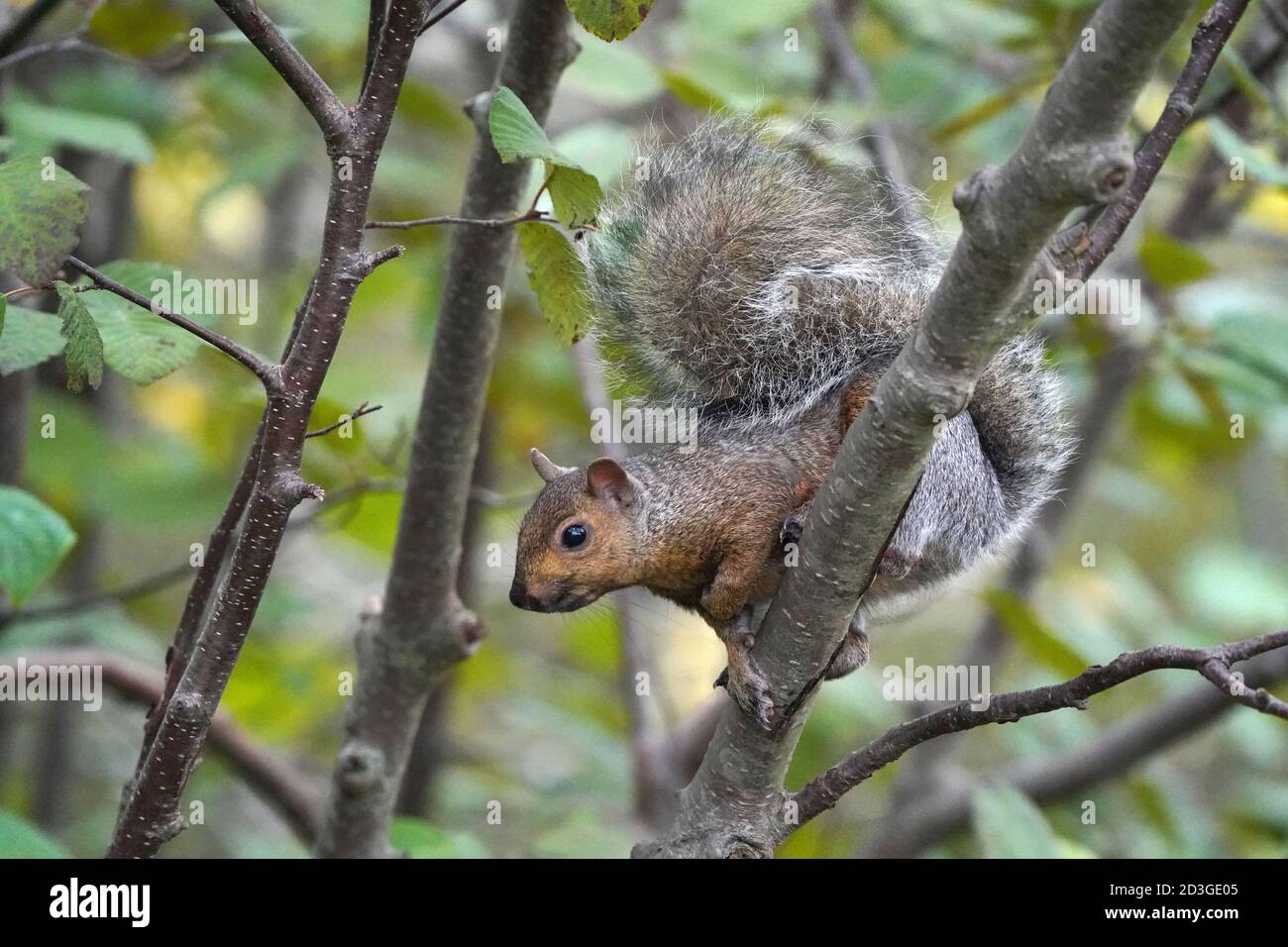 Eastern Grey Squirrel Stock Photo - Alamy