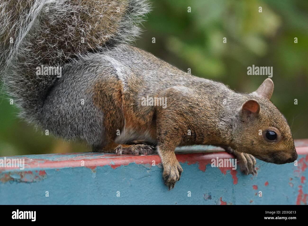 Squirrel on her back legs hi-res stock photography and images - Alamy