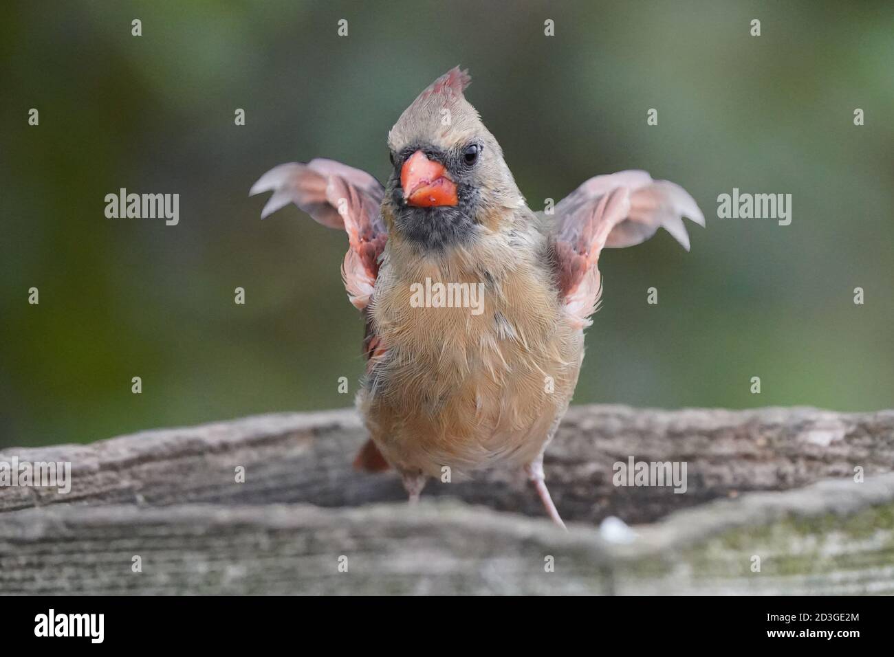 Baby red cardinal hi-res stock photography and images - Alamy