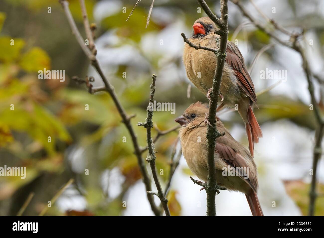 Mother and daughter Cardinal in woods Stock Photo - Alamy