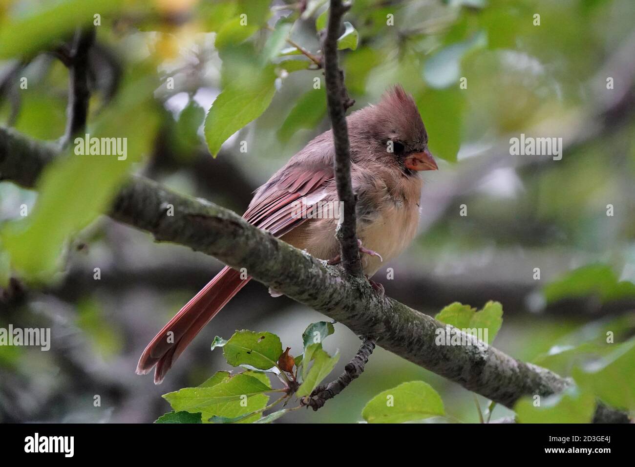 Mother and daughter Cardinal in woods Stock Photo - Alamy