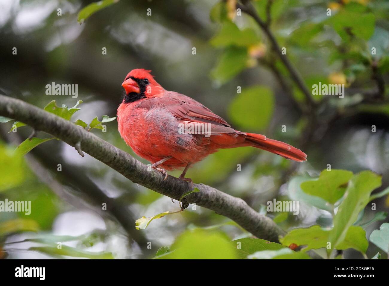 Mother and daughter Cardinal in woods Stock Photo - Alamy