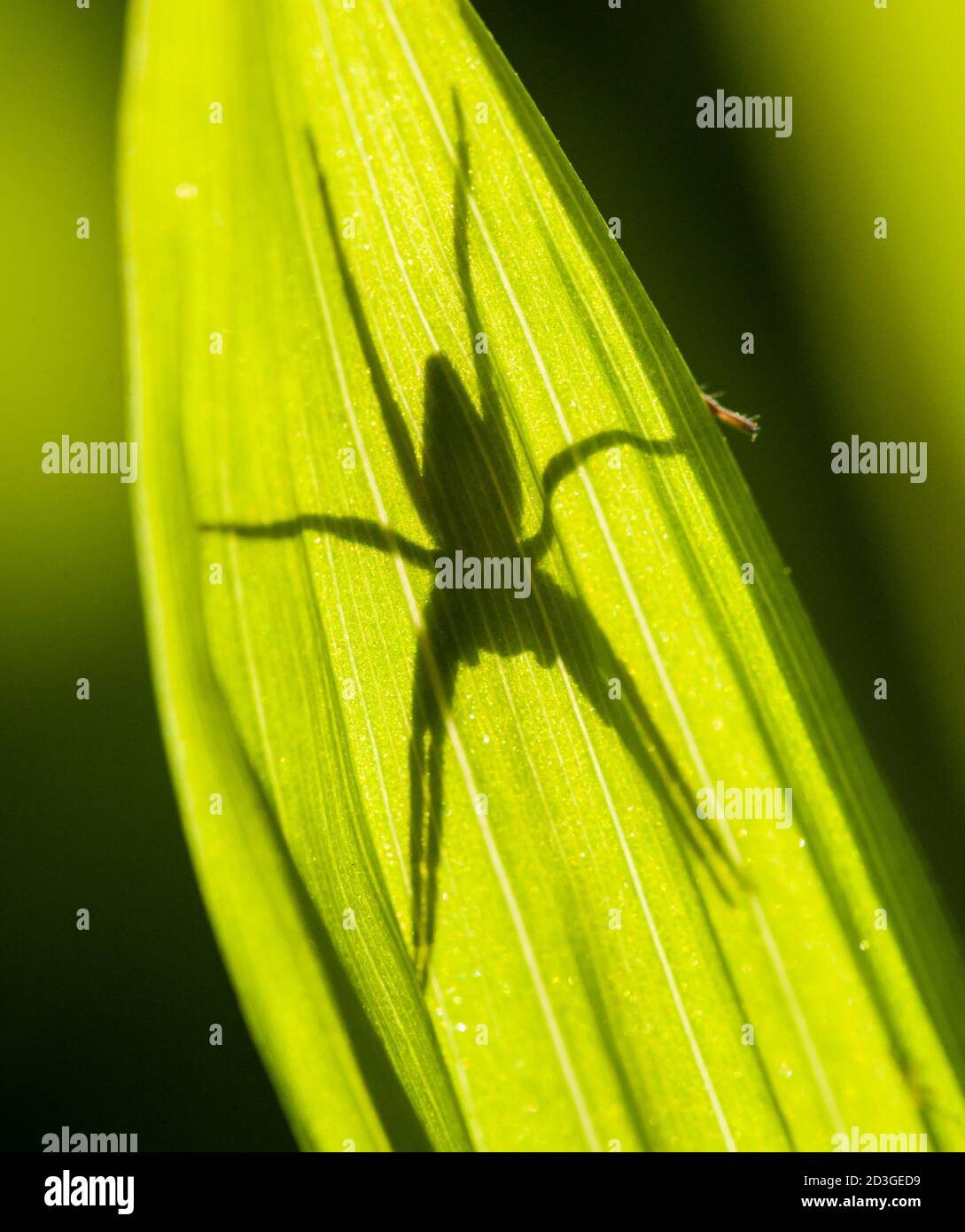 Spider shadow on green leaf in sun backlight Stock Photo - Alamy