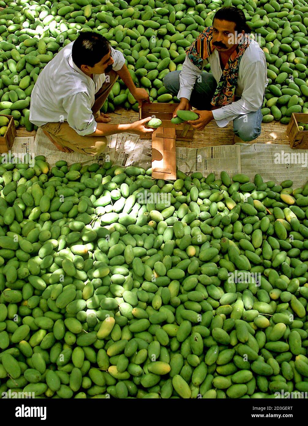 Indian mango varieties hi-res stock photography and images - Alamy