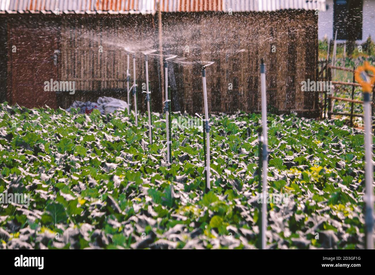 Automatic sprinkler watering system plants hi-res stock photography and ...