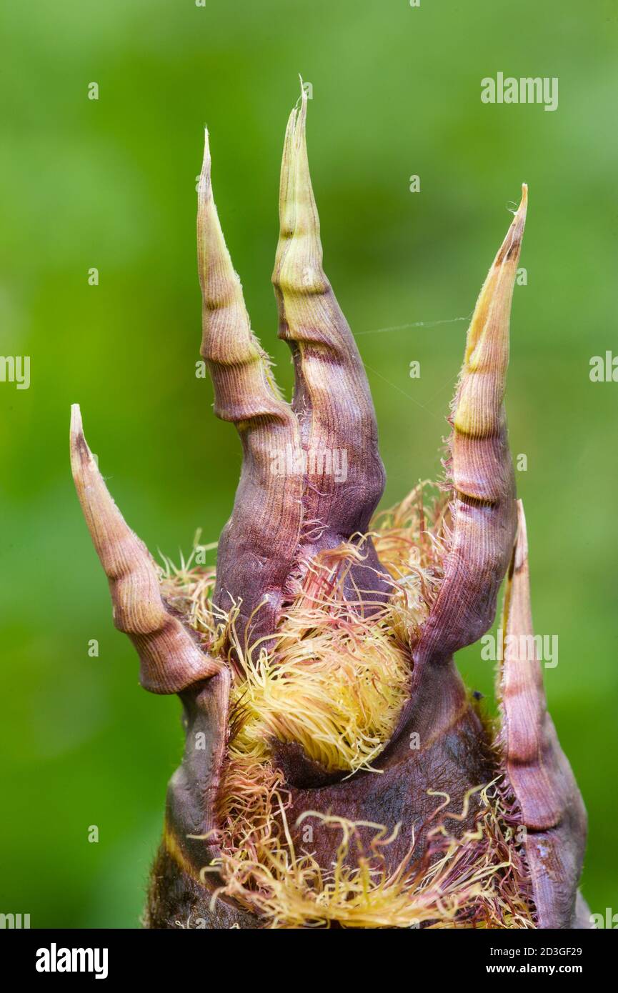 Detail of bamboo bud tip with cover leaves Stock Photo - Alamy