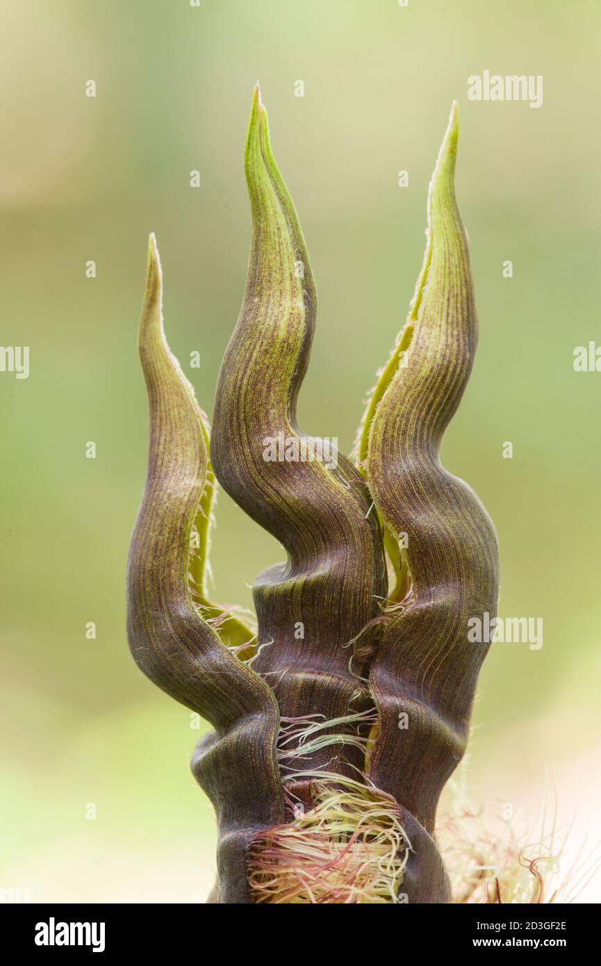 Detail of bamboo bud tip with cover leaves Stock Photo - Alamy