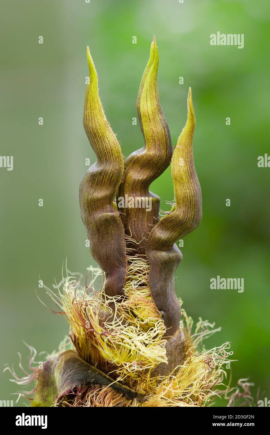 Detail of bamboo bud tip with cover leaves Stock Photo - Alamy