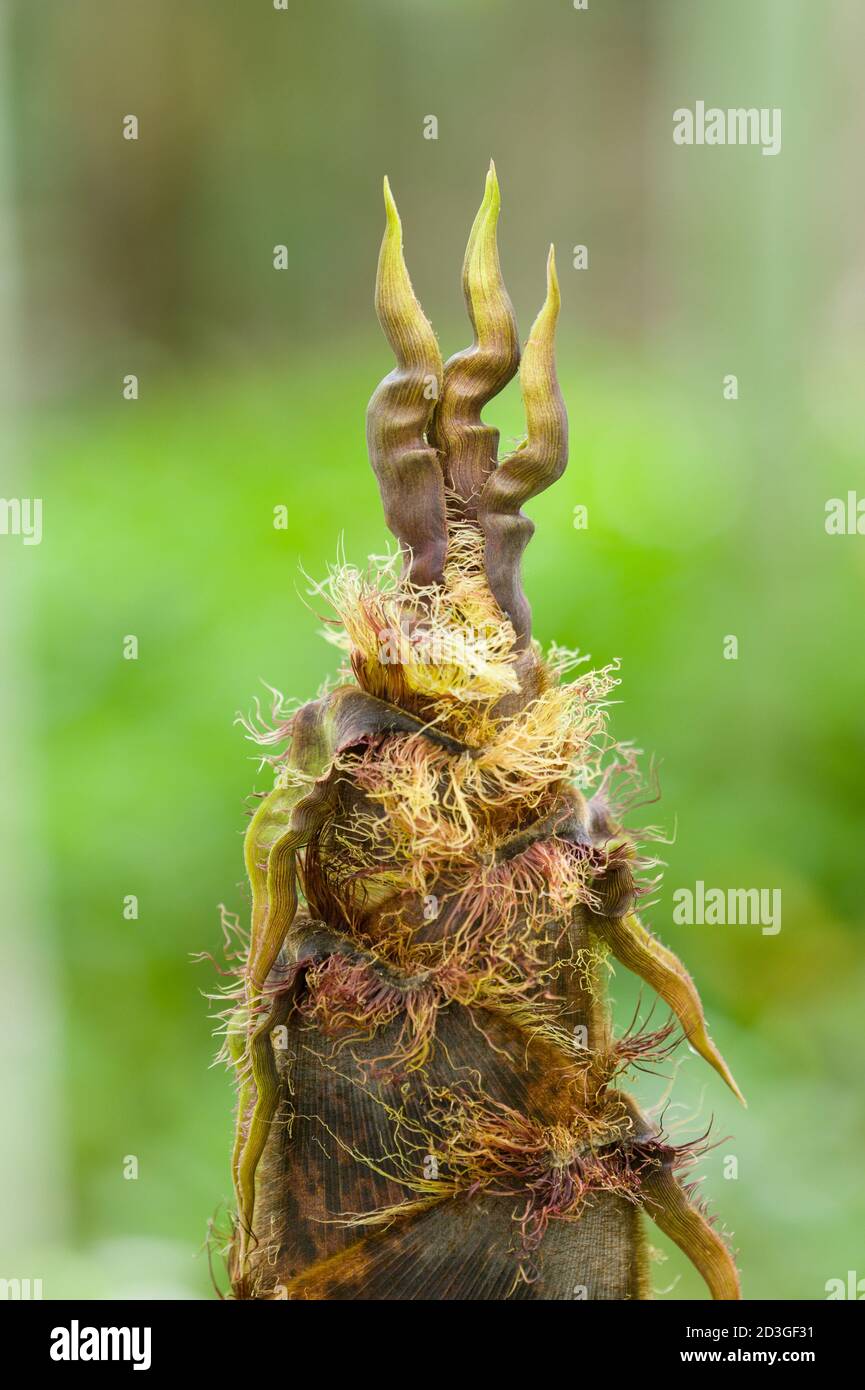 Detail of bamboo bud tip with cover leaves Stock Photo - Alamy