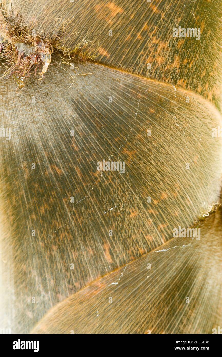 Detail of bamboo bud tip with cover leaves Stock Photo - Alamy