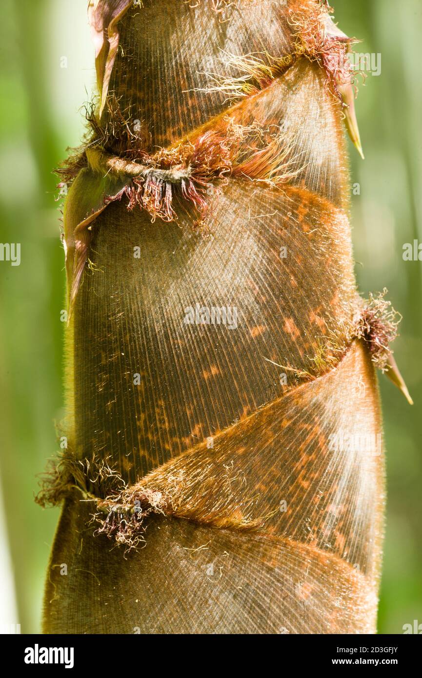 Detail of bamboo bud tip with cover leaves Stock Photo - Alamy