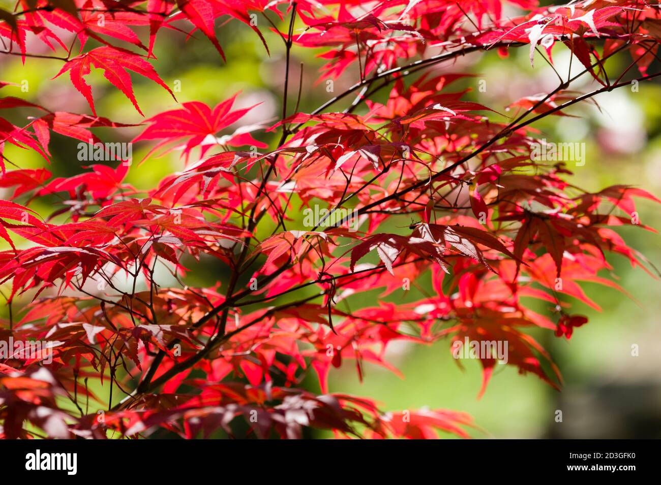 Red leaves of Maple tree, Acer palmatum Stock Photo - Alamy