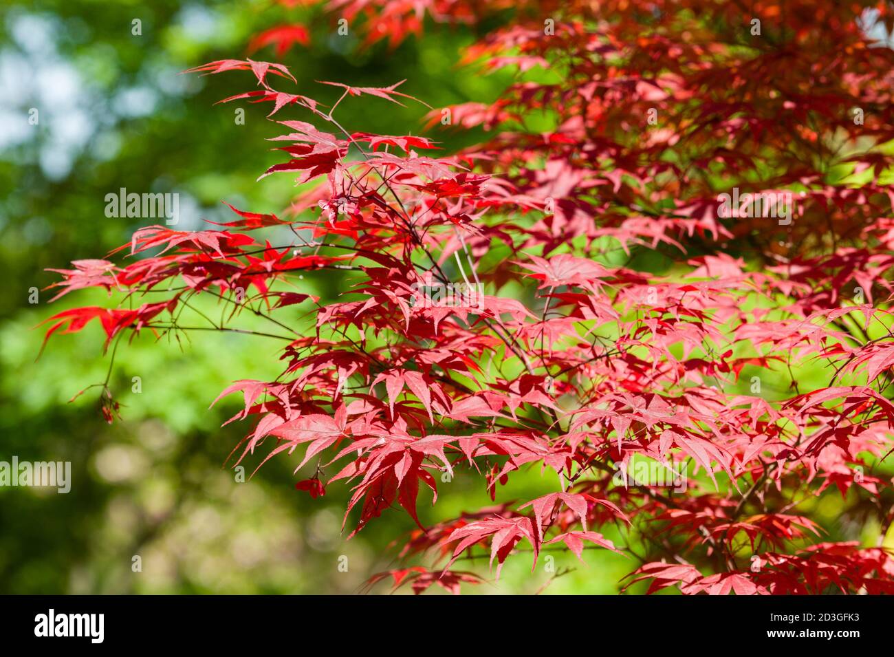 Red leaves of Maple tree, Acer palmatum Stock Photo - Alamy