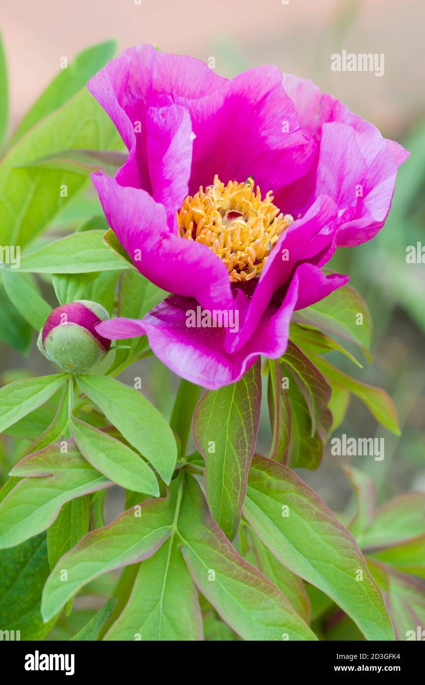 Paeon High Resolution Stock Photography and Images - Alamy