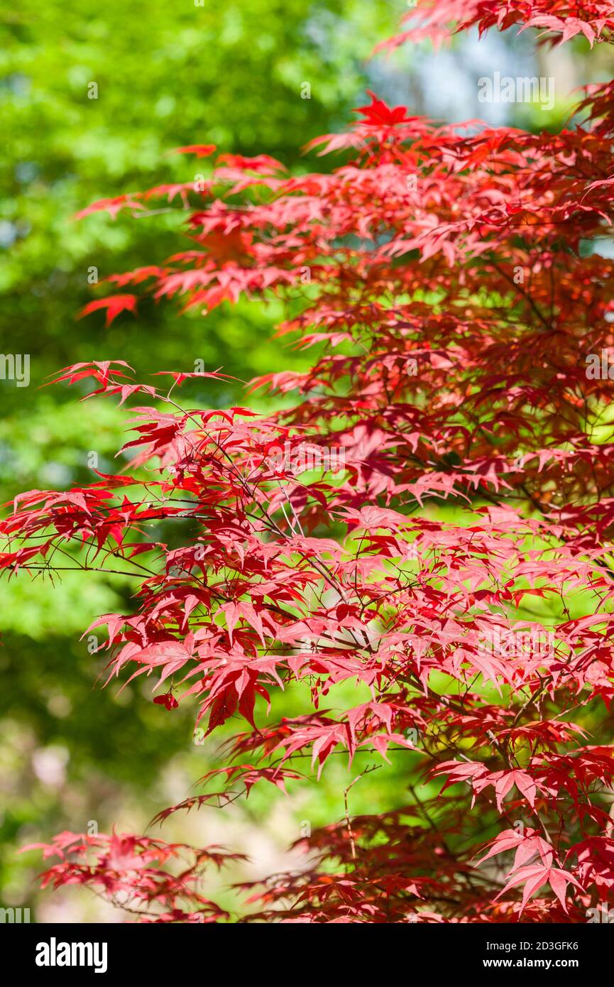 Red leaves of Maple tree, Acer palmatum Stock Photo - Alamy