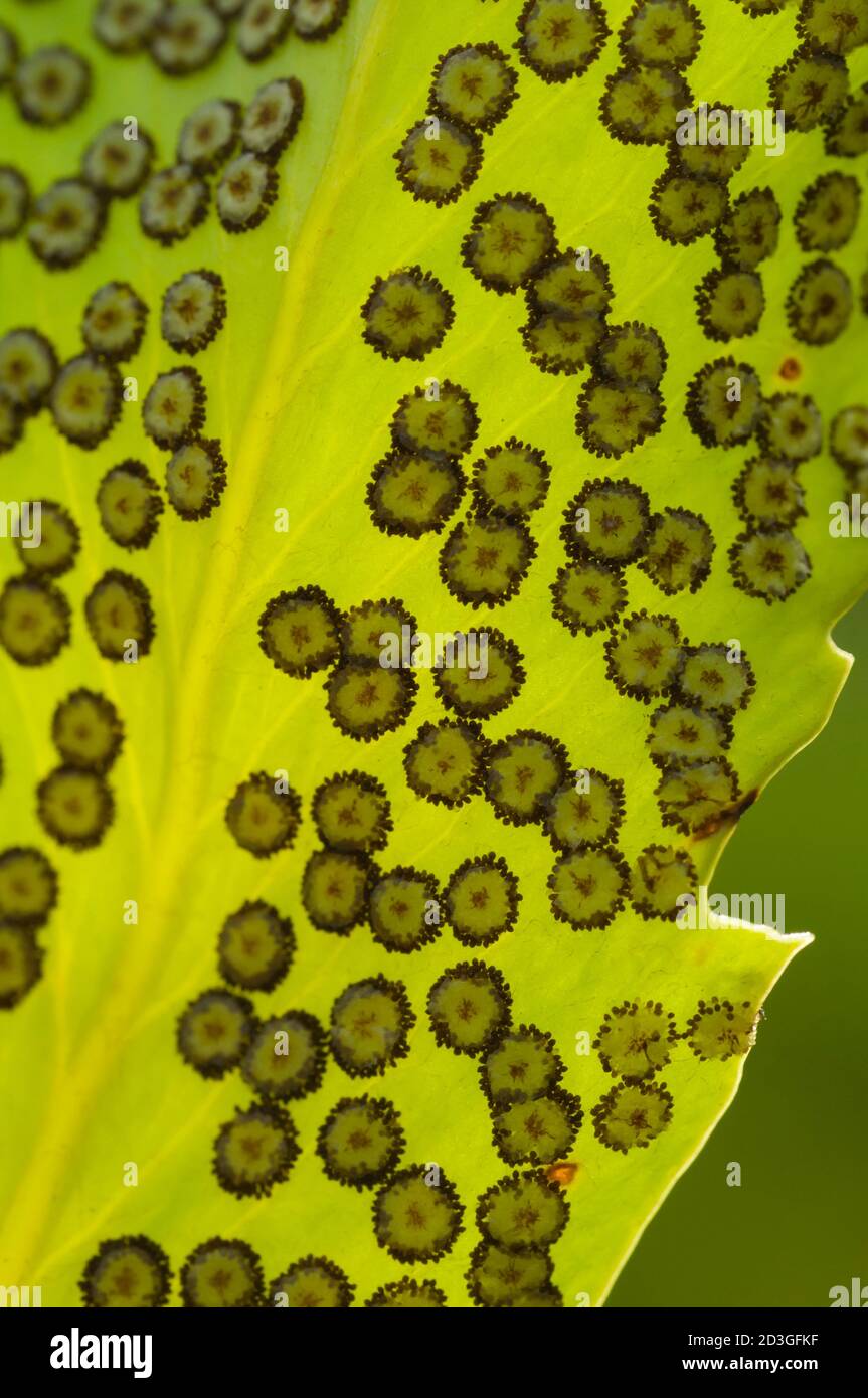Spore fruits on the lower side of fern leaf Stock Photo - Alamy