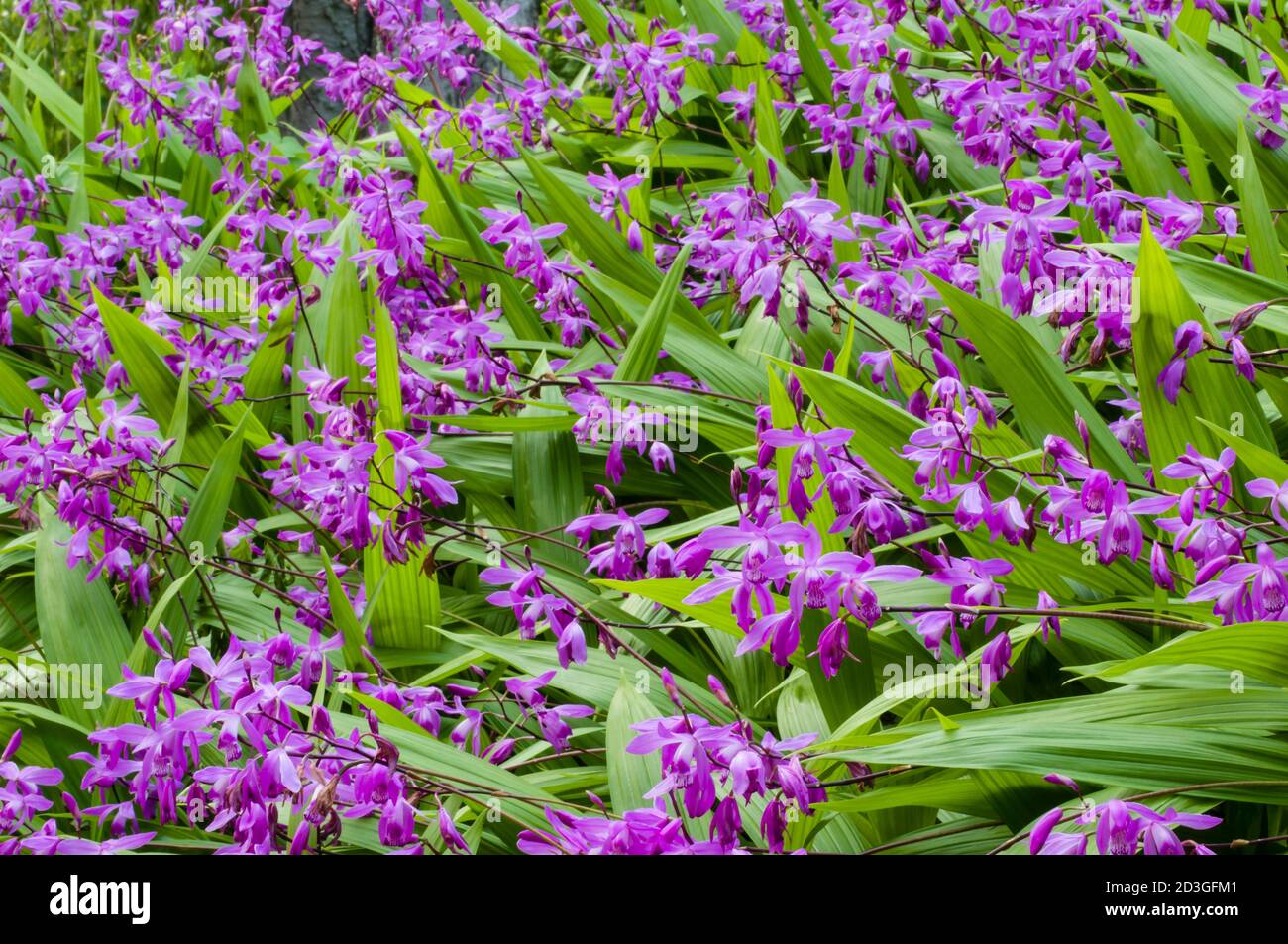 Colorful orchid flowers in green background Stock Photo - Alamy