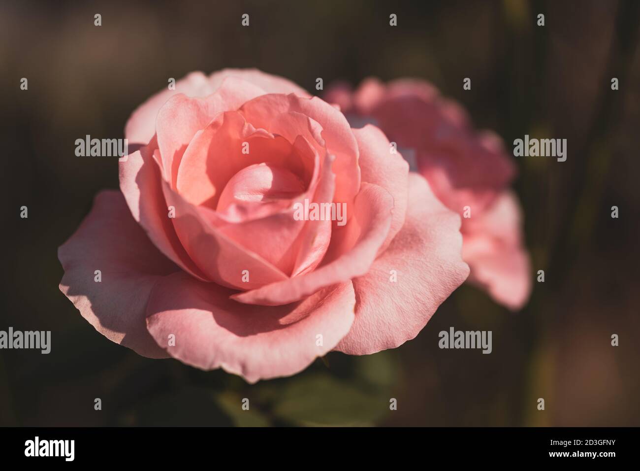Hybrid Tea Rose Flower High Resolution Stock Photography and Images - Alamy