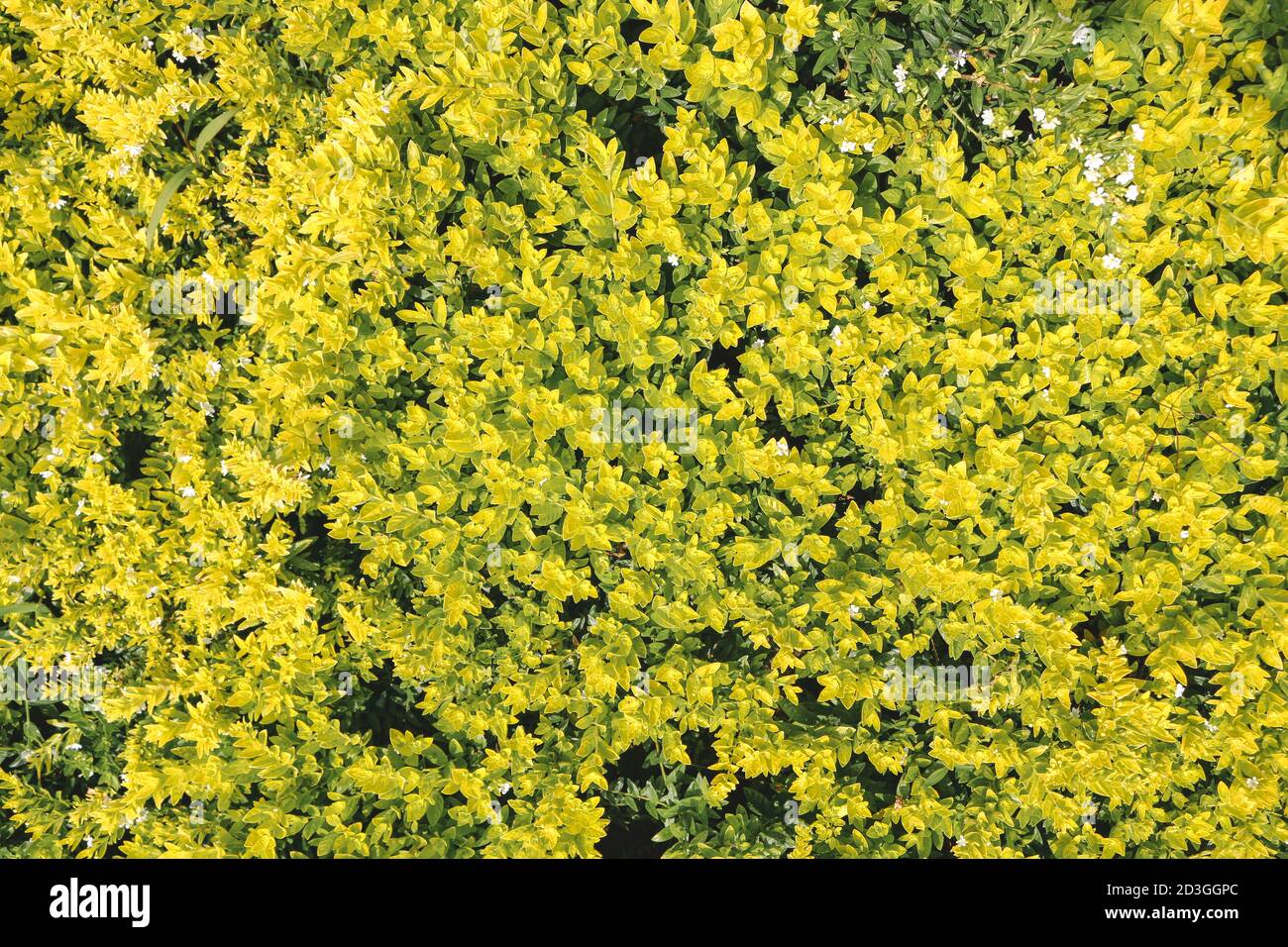 Fresh yellow bush for background Stock Photo - Alamy