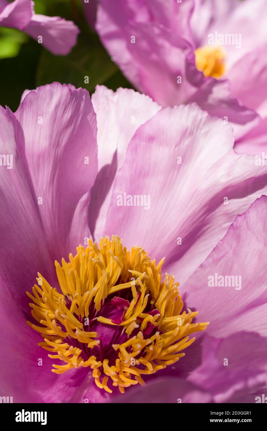 Peony flower details in full Spring bloom Stock Photo - Alamy