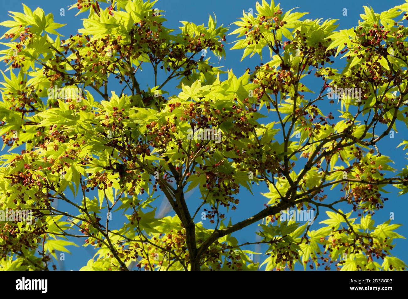 Maple tree new leaves and flower buds in Spring Stock Photo - Alamy