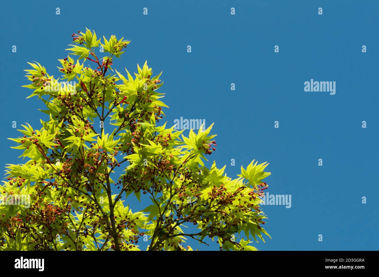Maple tree new leaves and flower buds in Spring Stock Photo - Alamy