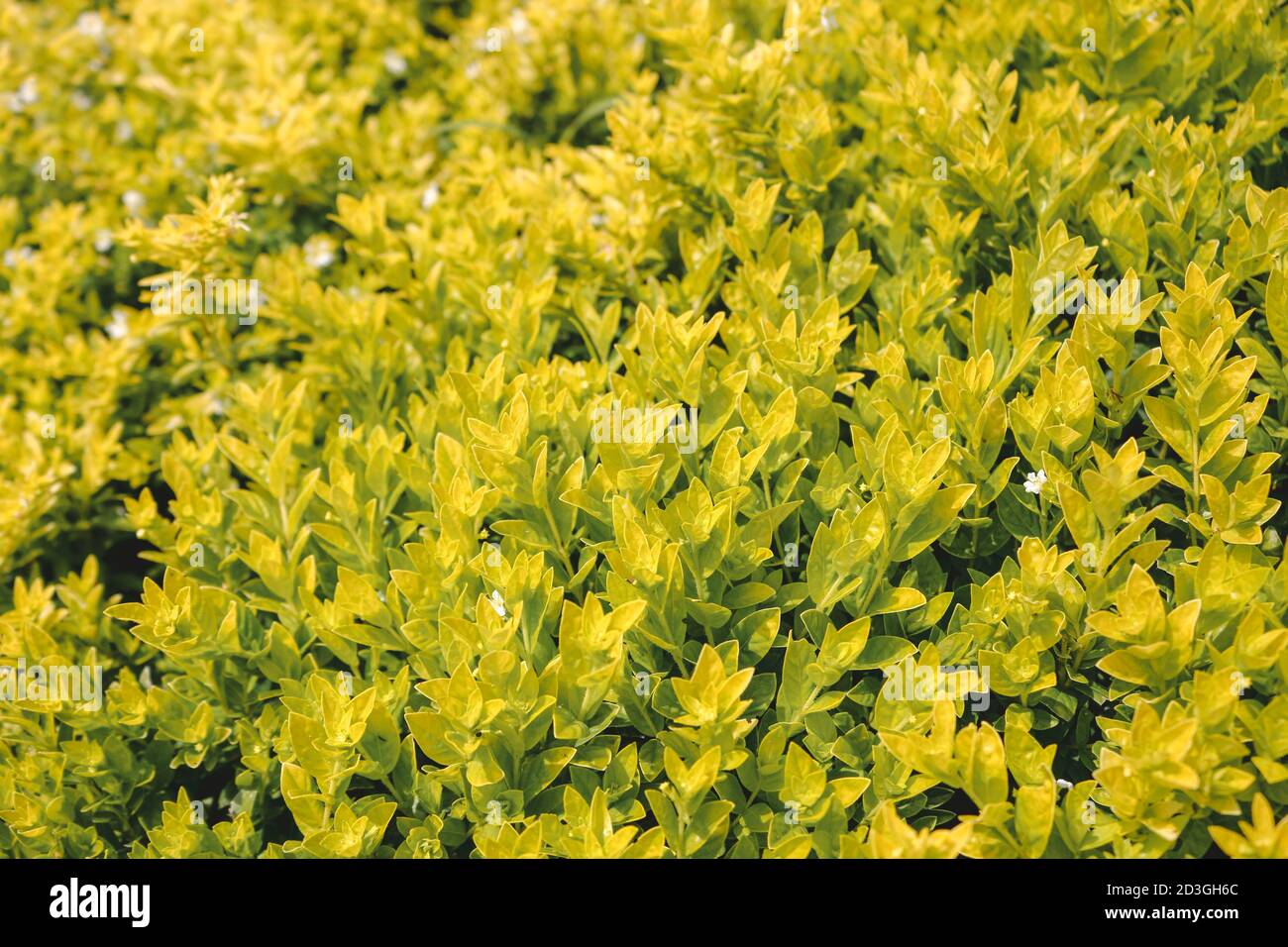 Fresh yellow bush for background Stock Photo - Alamy