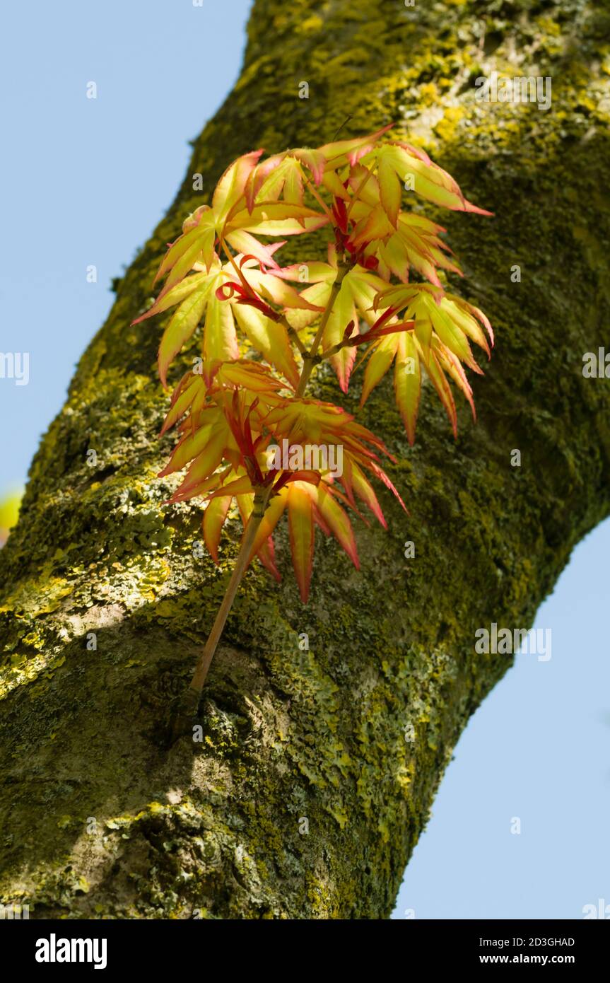 Maple tree new leaves and flower buds in Spring Stock Photo - Alamy