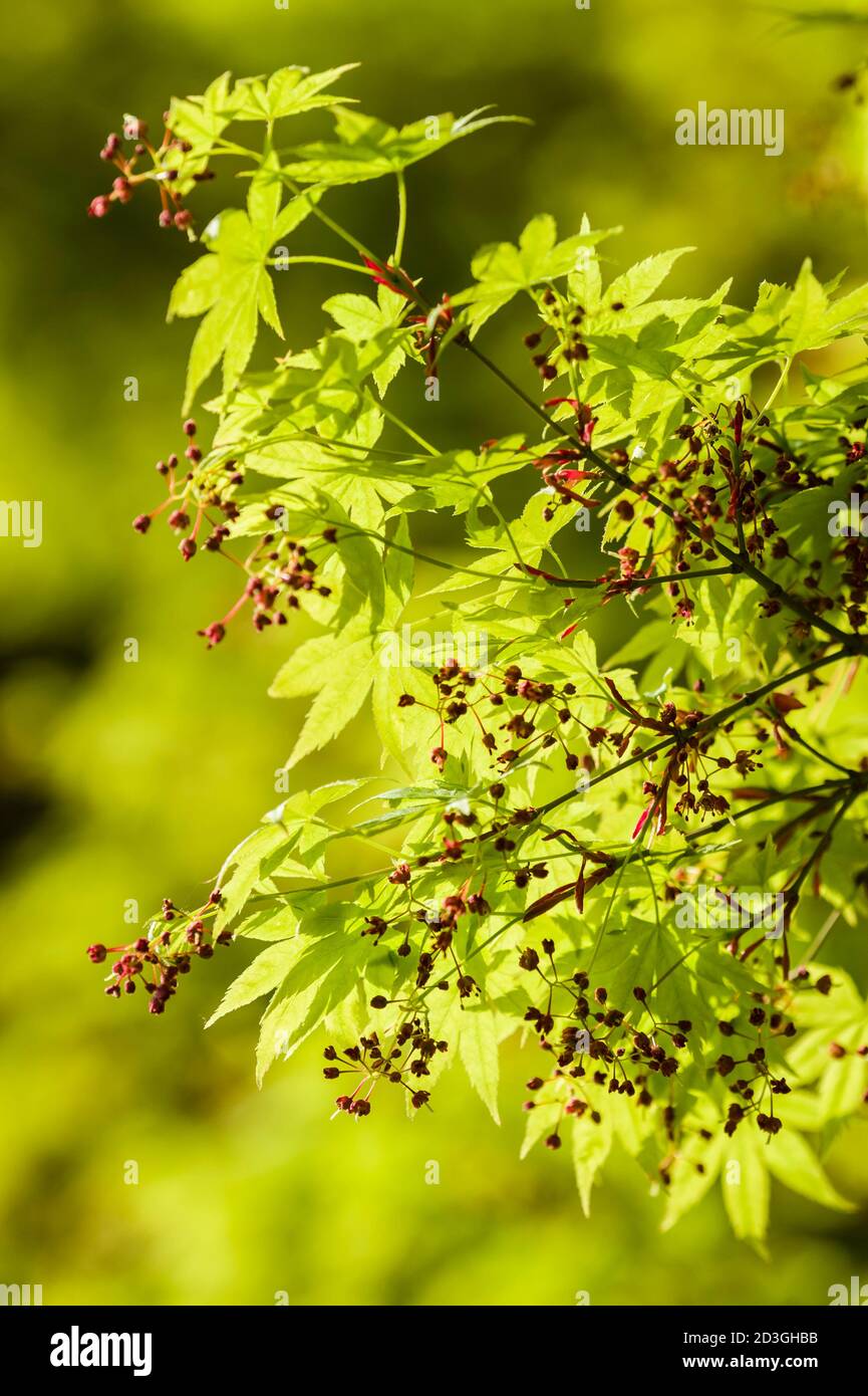 Maple tree new leaves and flower buds in Spring Stock Photo - Alamy