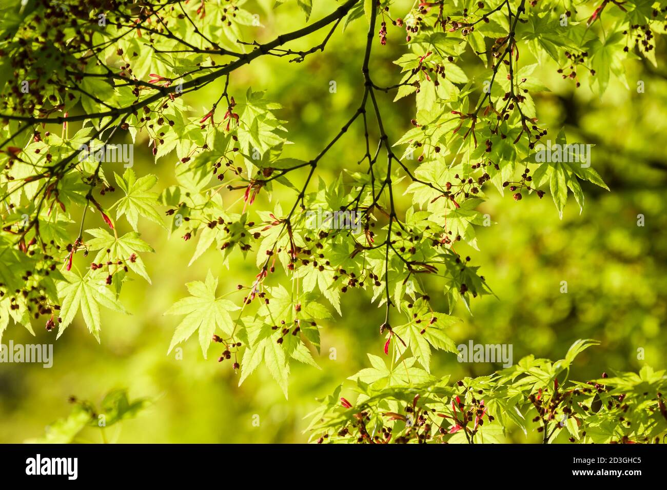 Maple tree new leaves and flower buds in Spring Stock Photo - Alamy