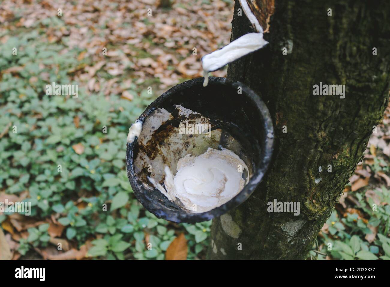 Latex extracted from rubber tree source of natural rubber Stock Photo ...