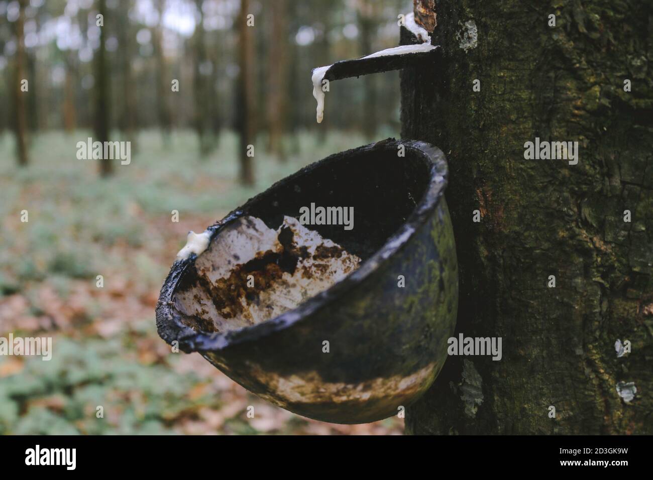 Latex extracted from rubber tree source of natural rubber Stock Photo ...