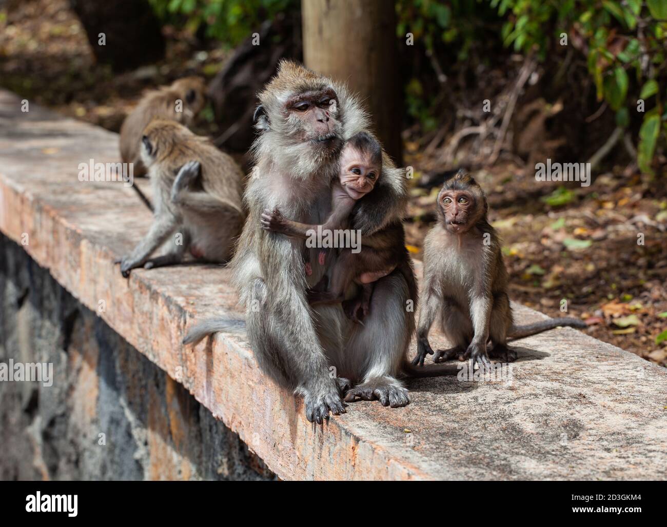 Group of cute Long-Tailed Macaque in Mauritius Stock Photo - Alamy