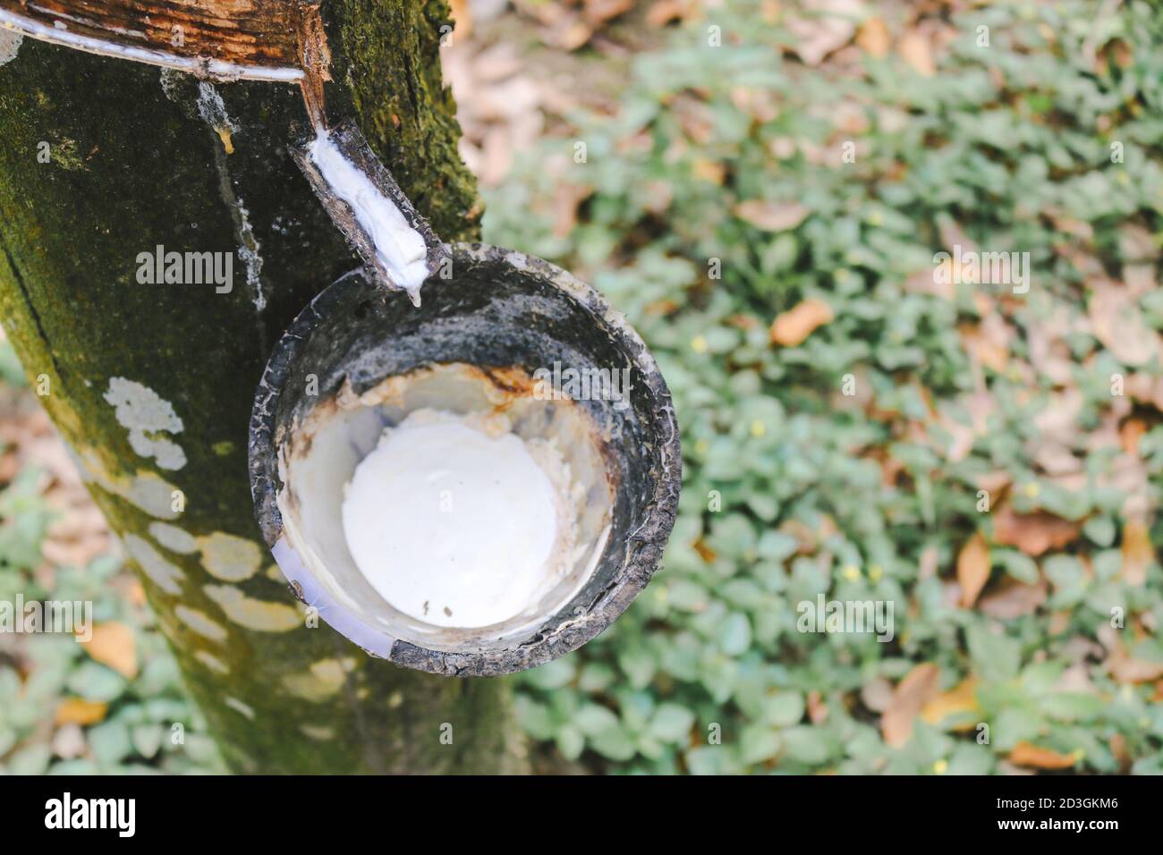 Latex extracted from rubber tree source of natural rubber Stock Photo ...