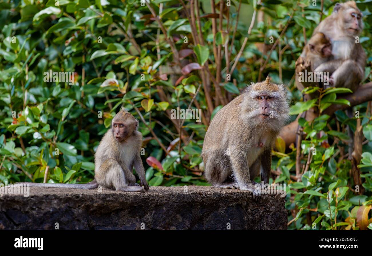 Group of cute Long-Tailed Macaque in Mauritius Stock Photo - Alamy