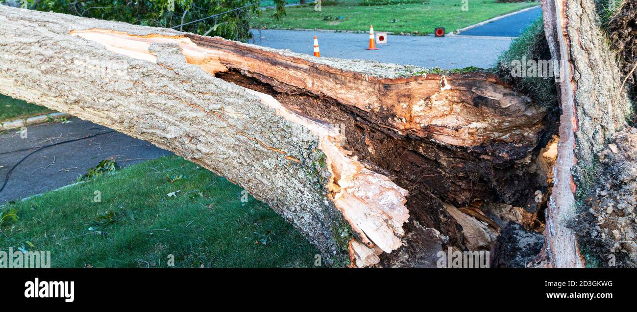 View of the inside of a rotting tree that fell during a tropical storm ...