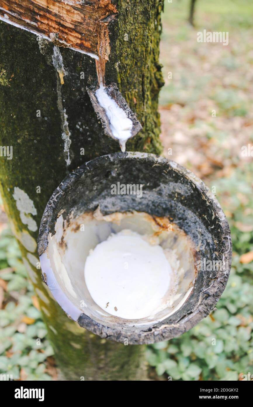 Latex extracted from rubber tree source of natural rubber Stock Photo ...
