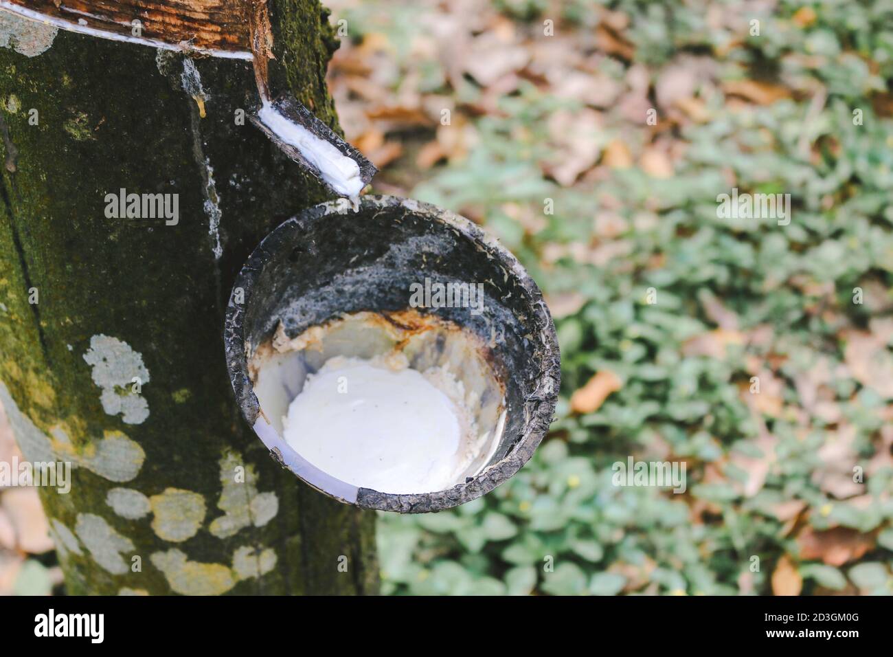 Latex extracted from rubber tree source of natural rubber Stock Photo ...