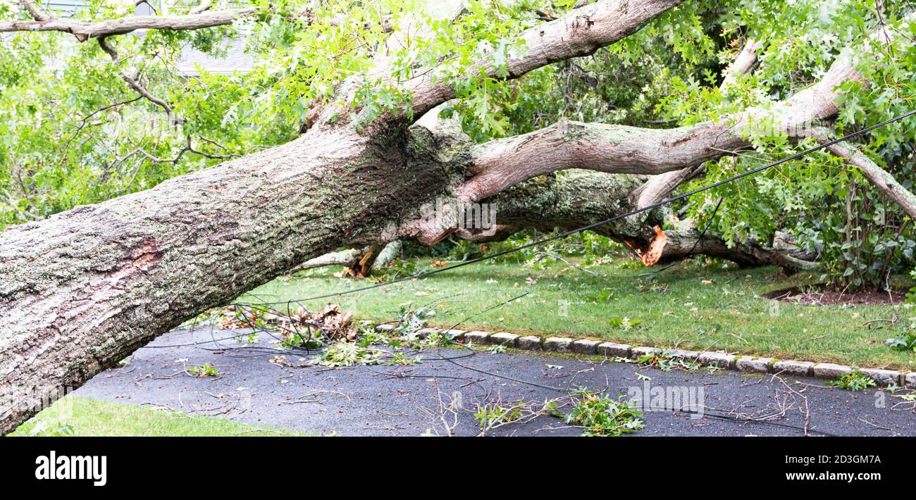 A large tree lying across a residential driveay with electric and ...