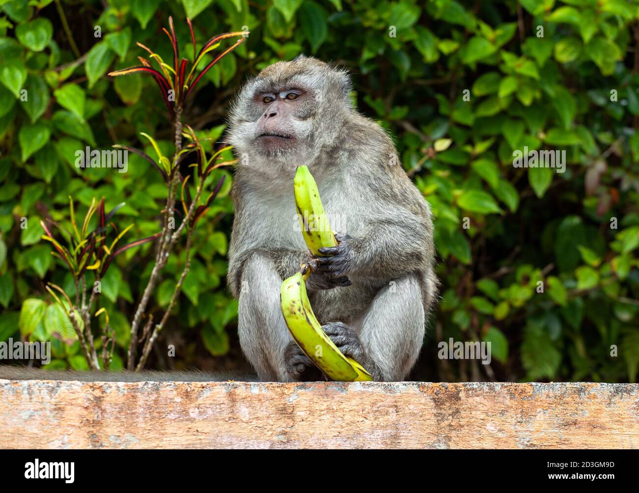 Cute Long-Tailed Macaque eating fruits in Mauritius Stock Photo - Alamy
