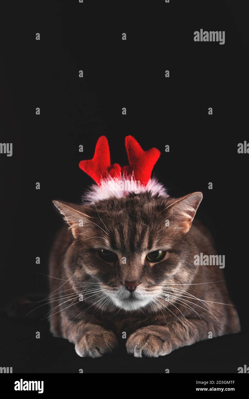 Domestic cat with deer horns - christmas carnival costume Stock Photo ...