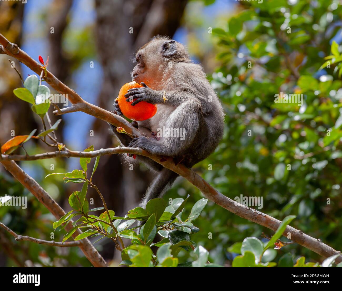 Cute Long-Tailed Macaque eating fruits in Mauritius Stock Photo - Alamy
