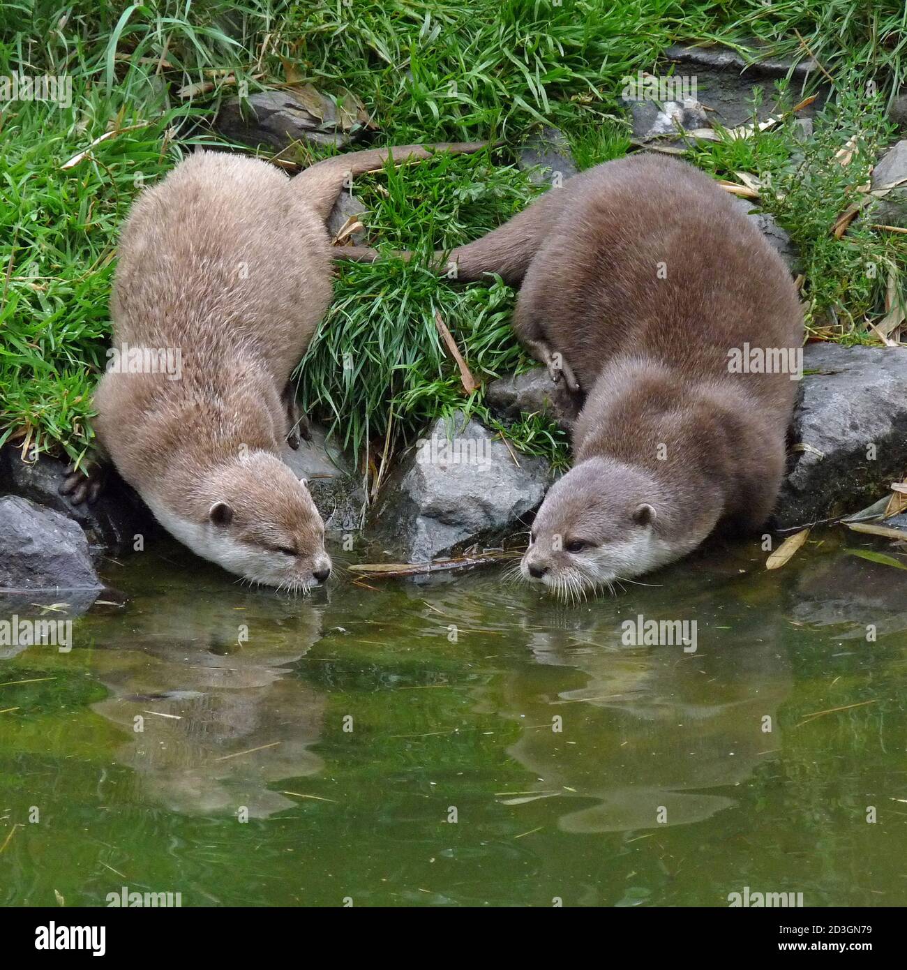 2 Otters Drinking from River Stock Photo - Alamy