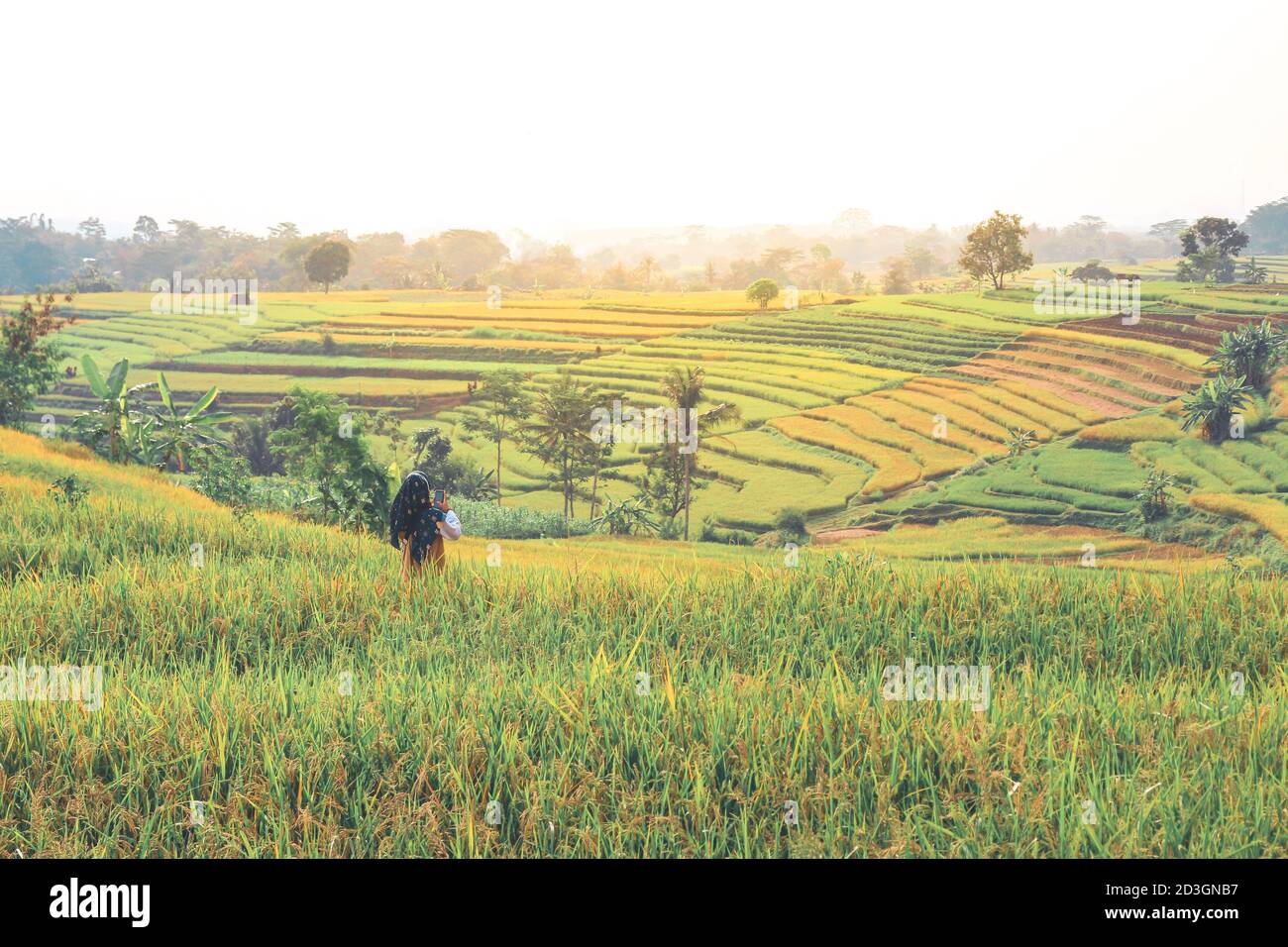 Beautiful terraced rice field in harvest season in Tawangmangu ...