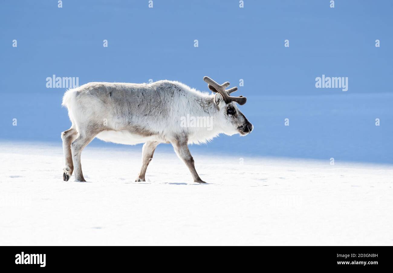 Reindeer side profile hi-res stock photography and images - Alamy
