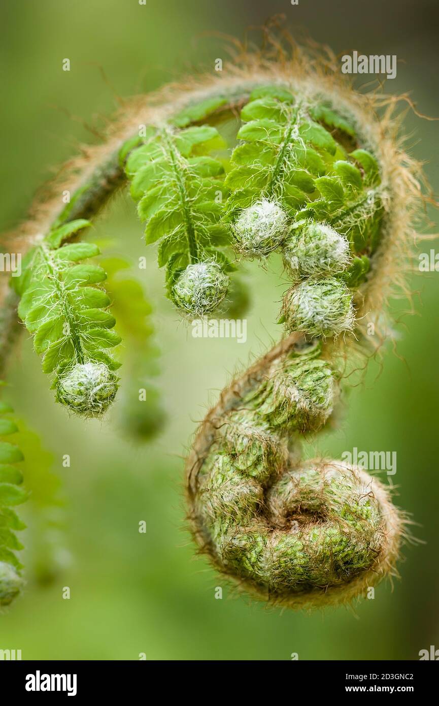 Green fern leaf buds in Spring Stock Photo - Alamy